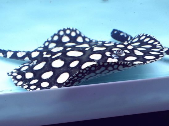 BlackDiamond Mania – We provide "Top Quality" of Pureblood BlackDiamond